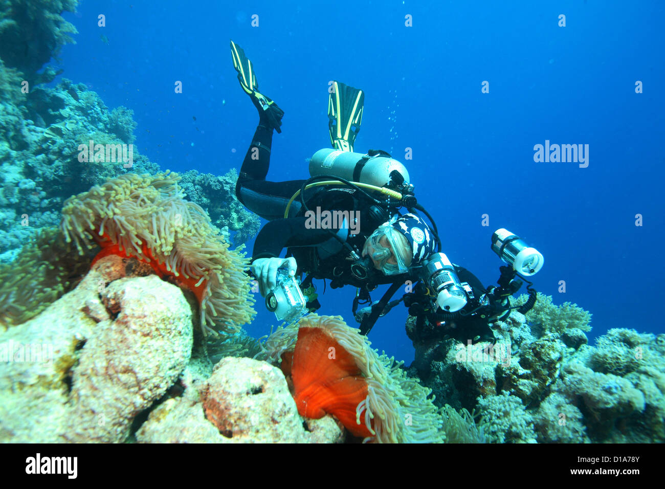 Marine Life in the Red Sea Stock Photo - Alamy