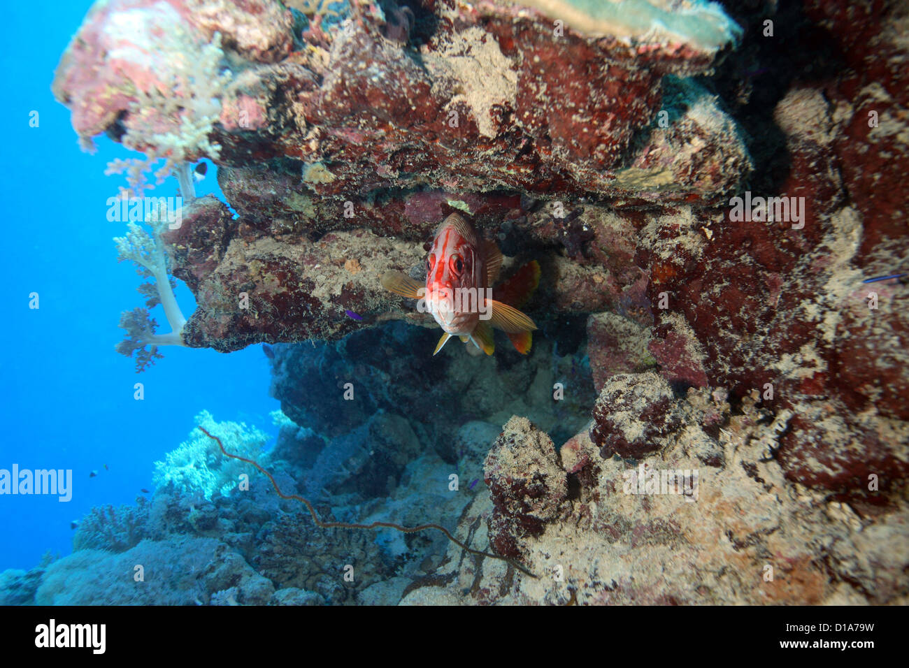 Marine Life in the Red Sea Stock Photo - Alamy