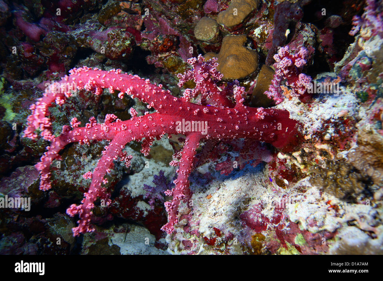 Marine Life in the Red Sea Stock Photo - Alamy