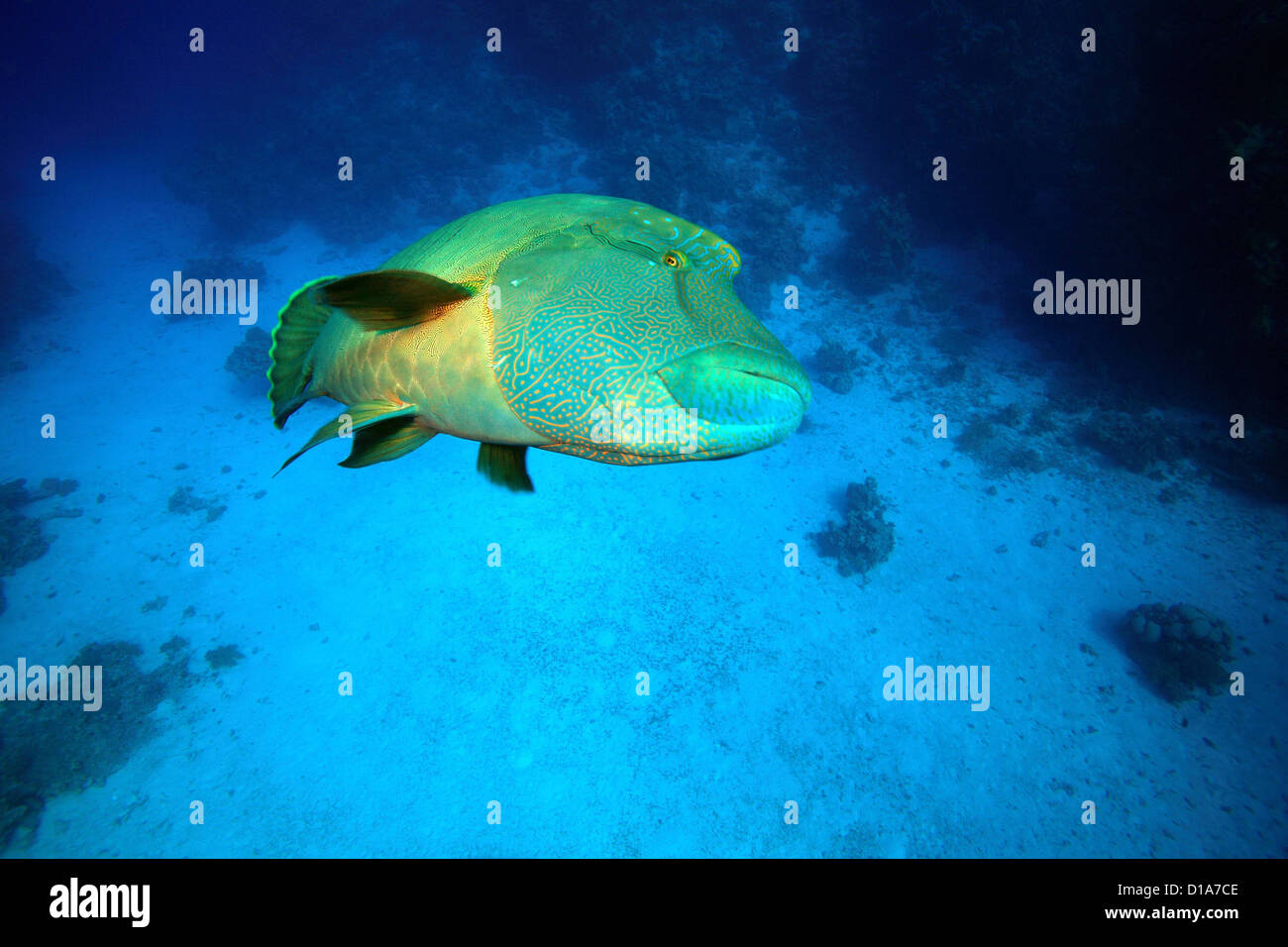 Marine Life in the Red Sea Stock Photo - Alamy