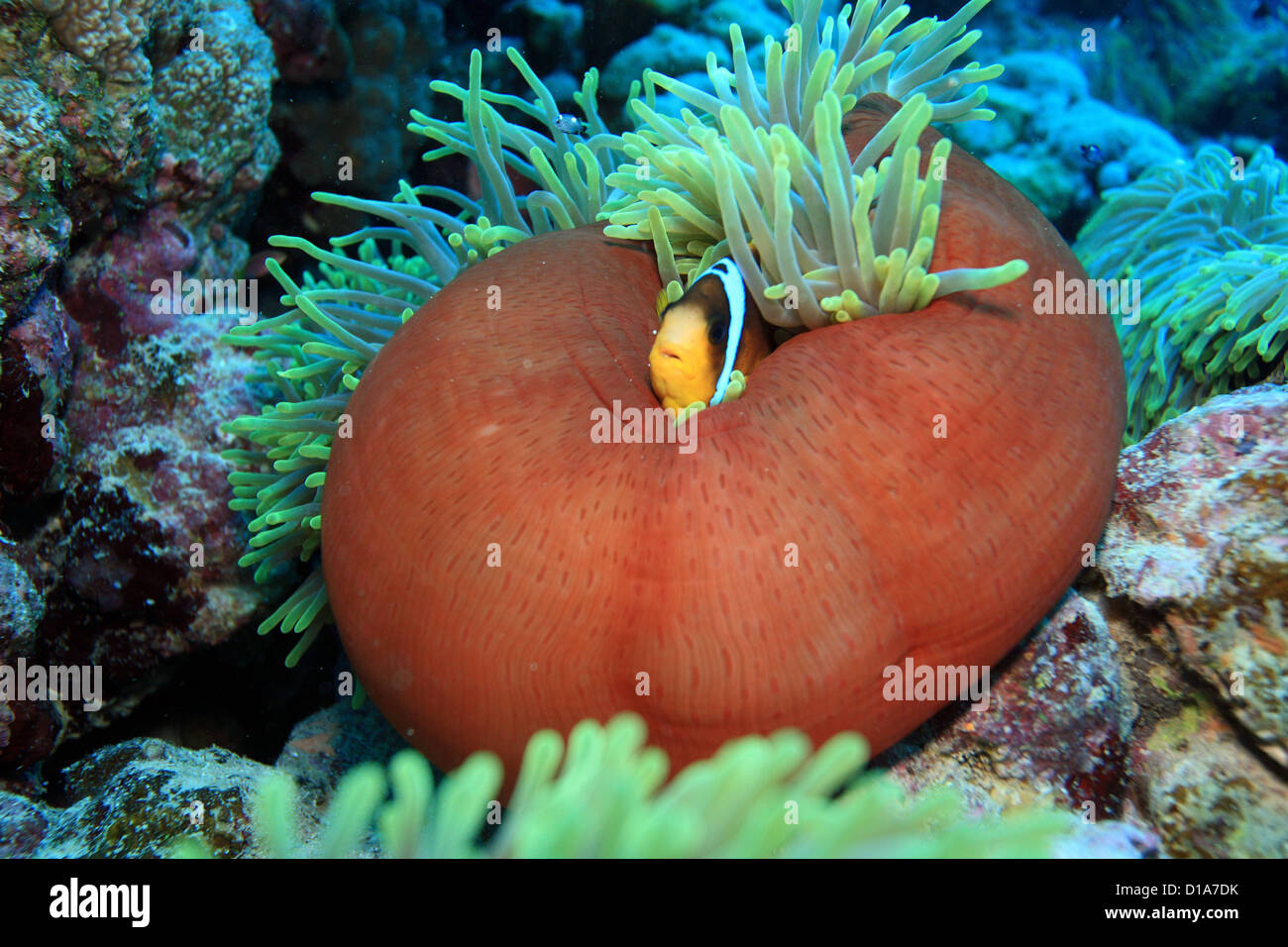 Marine Life in the Red Sea Stock Photo - Alamy