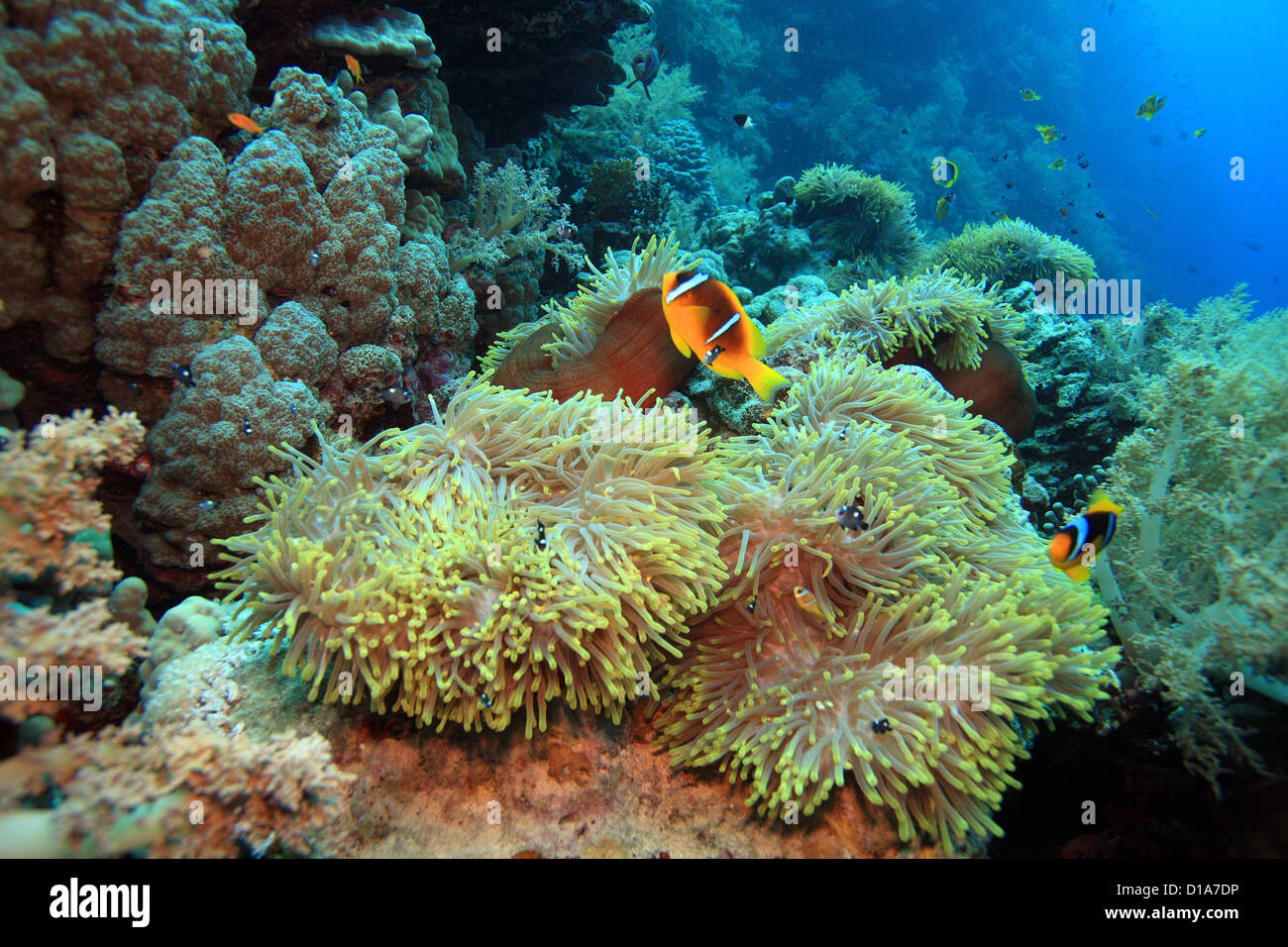 Marine Life in the Red Sea Stock Photo - Alamy