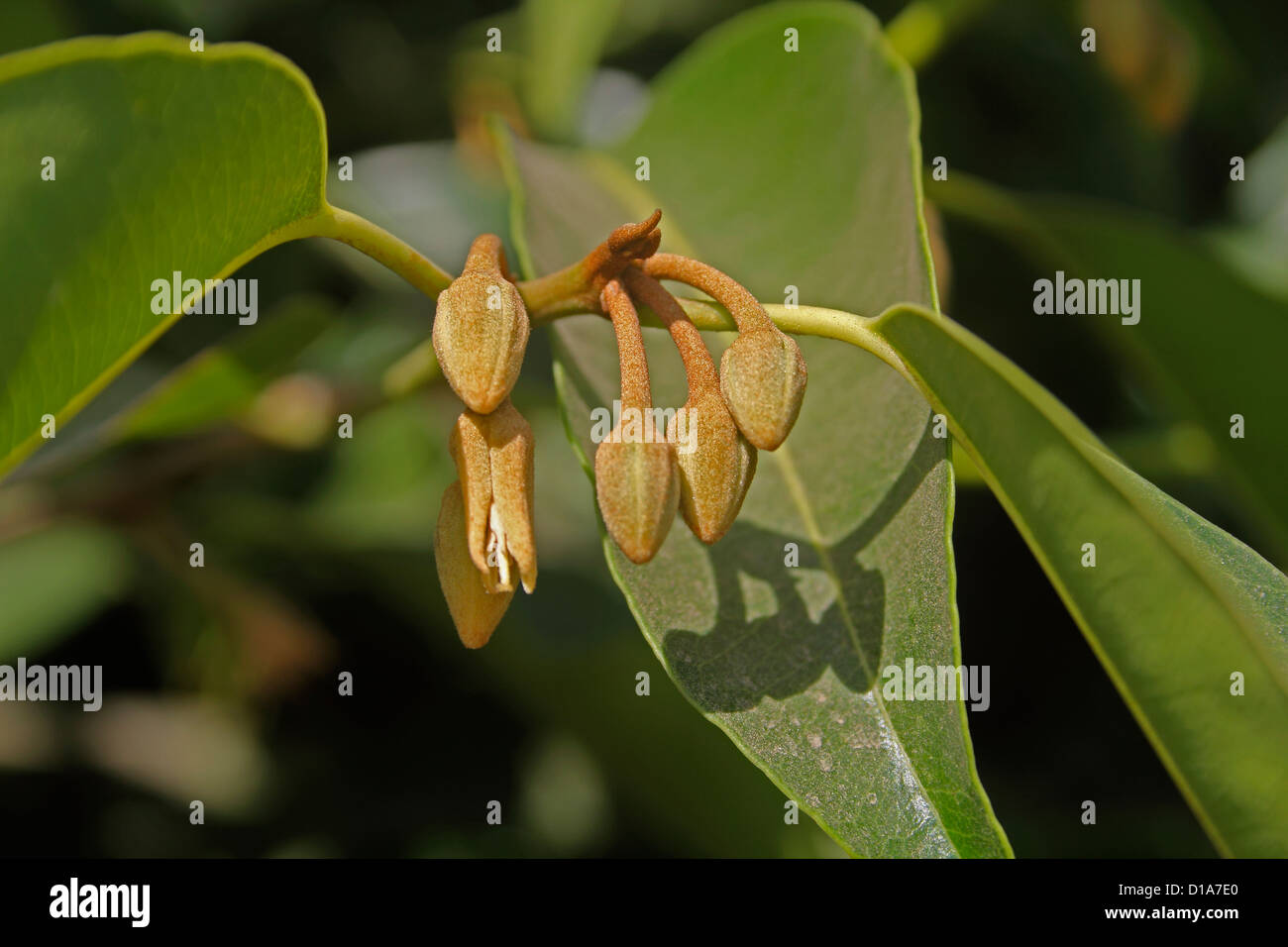 Mimusops elengi, Spanish cherry Stock Photo - Alamy