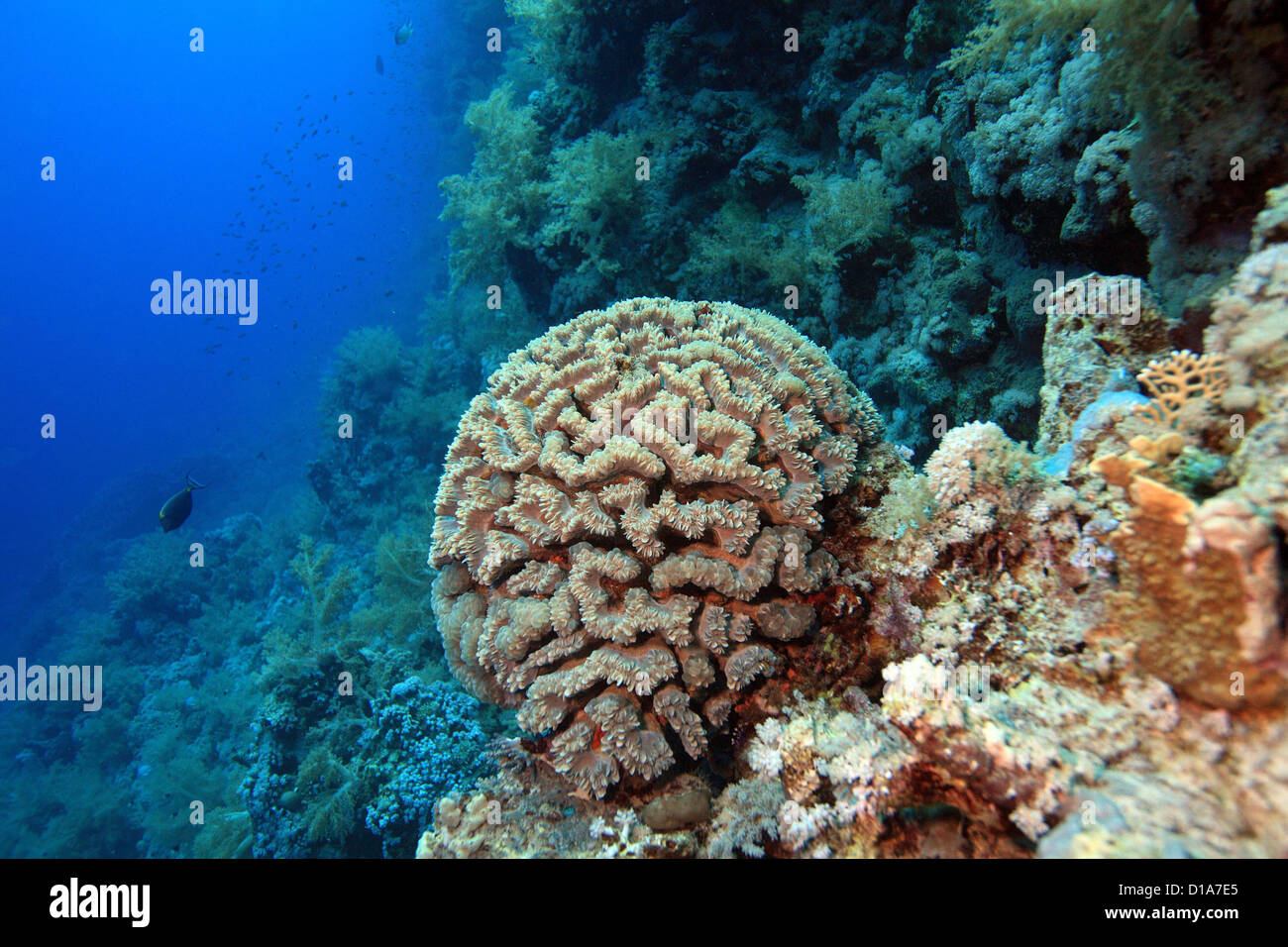 Marine Life in the Red Sea Stock Photo - Alamy