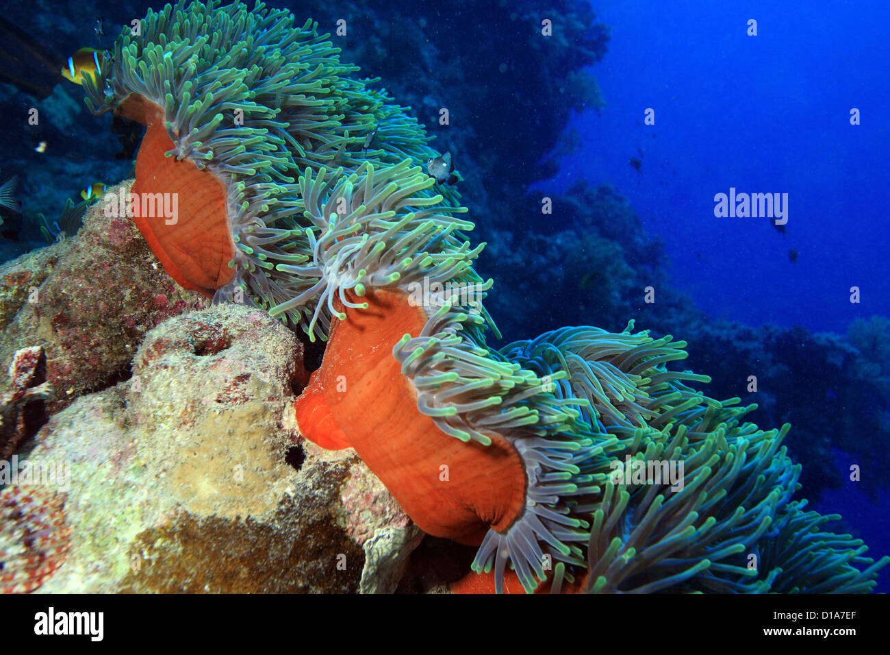 Marine Life in the Red Sea Stock Photo - Alamy