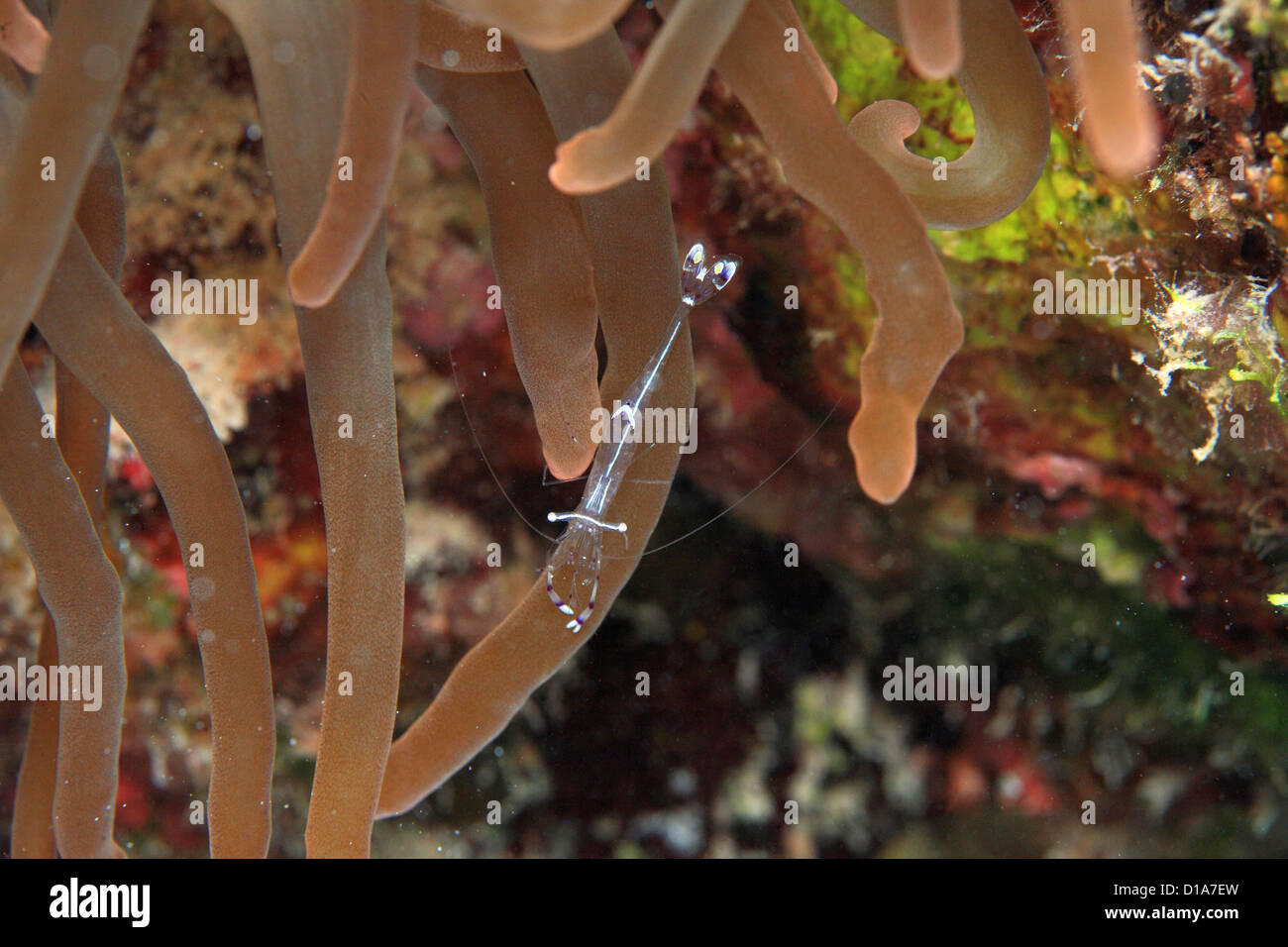 Marine Life in the Red Sea Stock Photo - Alamy