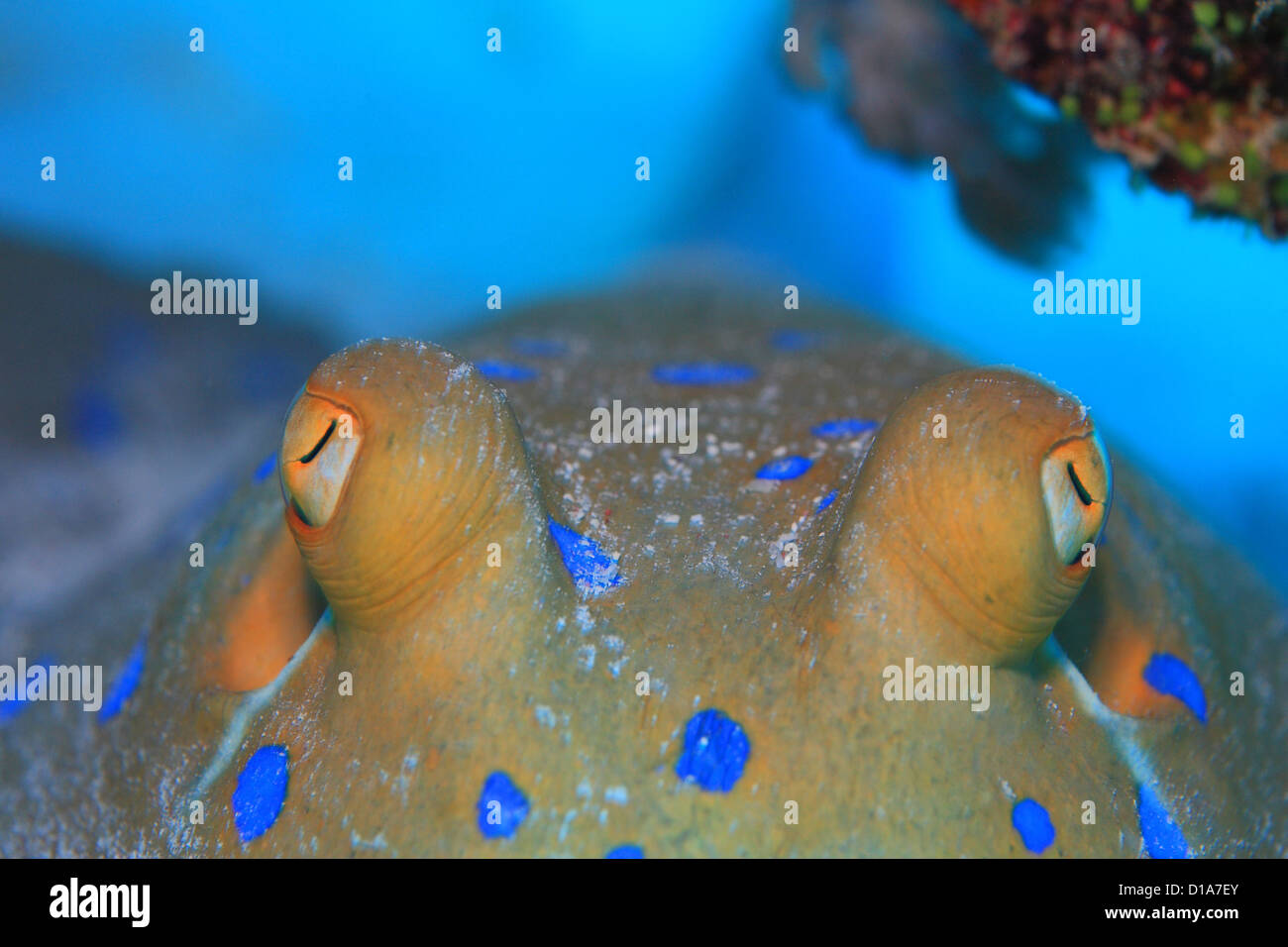 Marine Life in the Red Sea Stock Photo - Alamy