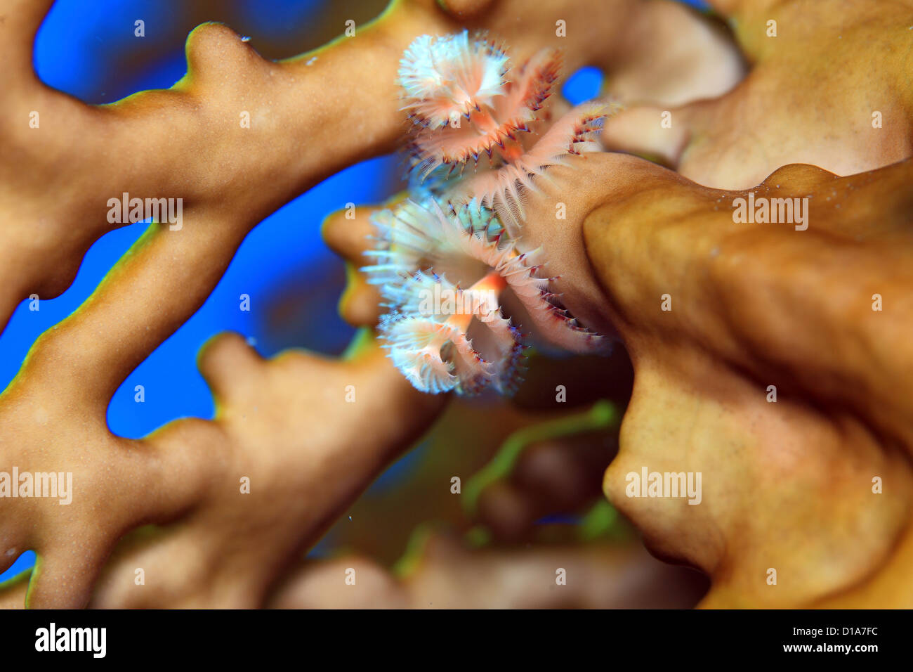 Marine Life in the Red Sea Stock Photo - Alamy