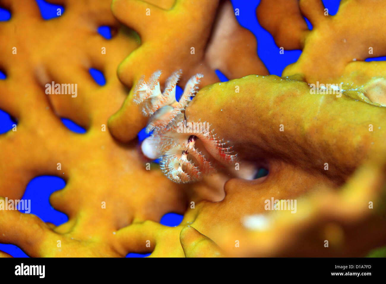 Marine Life in the Red Sea Stock Photo - Alamy