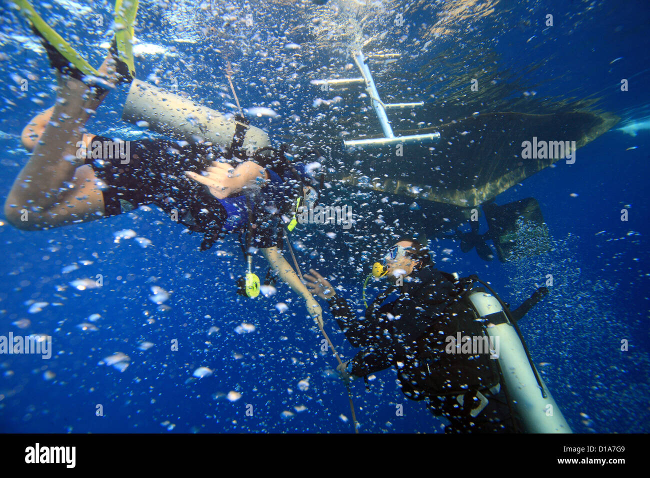 Marine Life in the Red Sea Stock Photo - Alamy