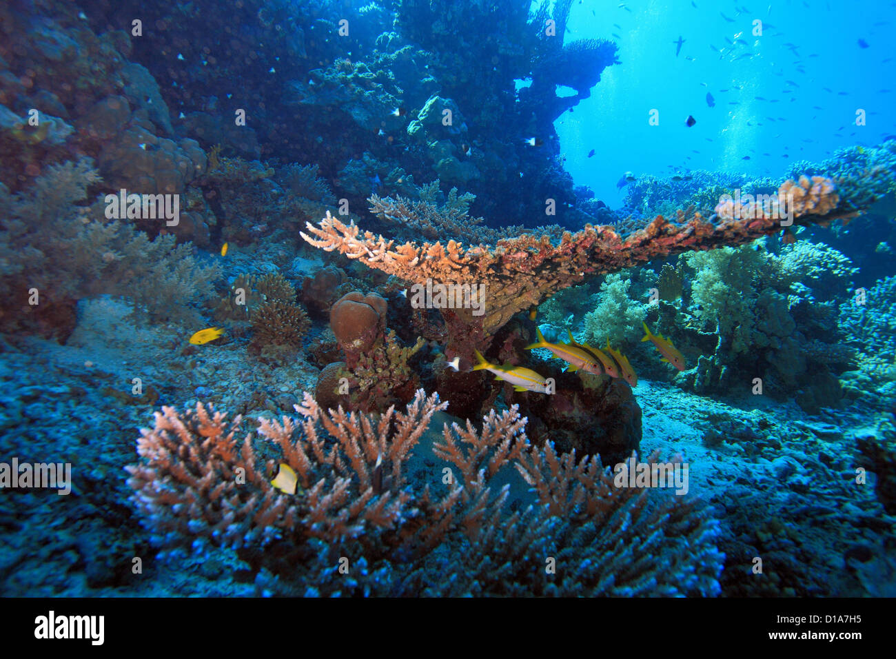 Marine Life in the Red Sea Stock Photo - Alamy