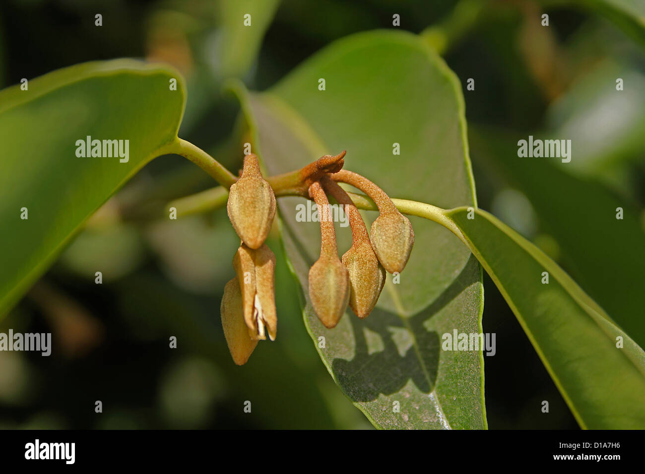 Mimusops elengi family hi-res stock photography and images - Alamy