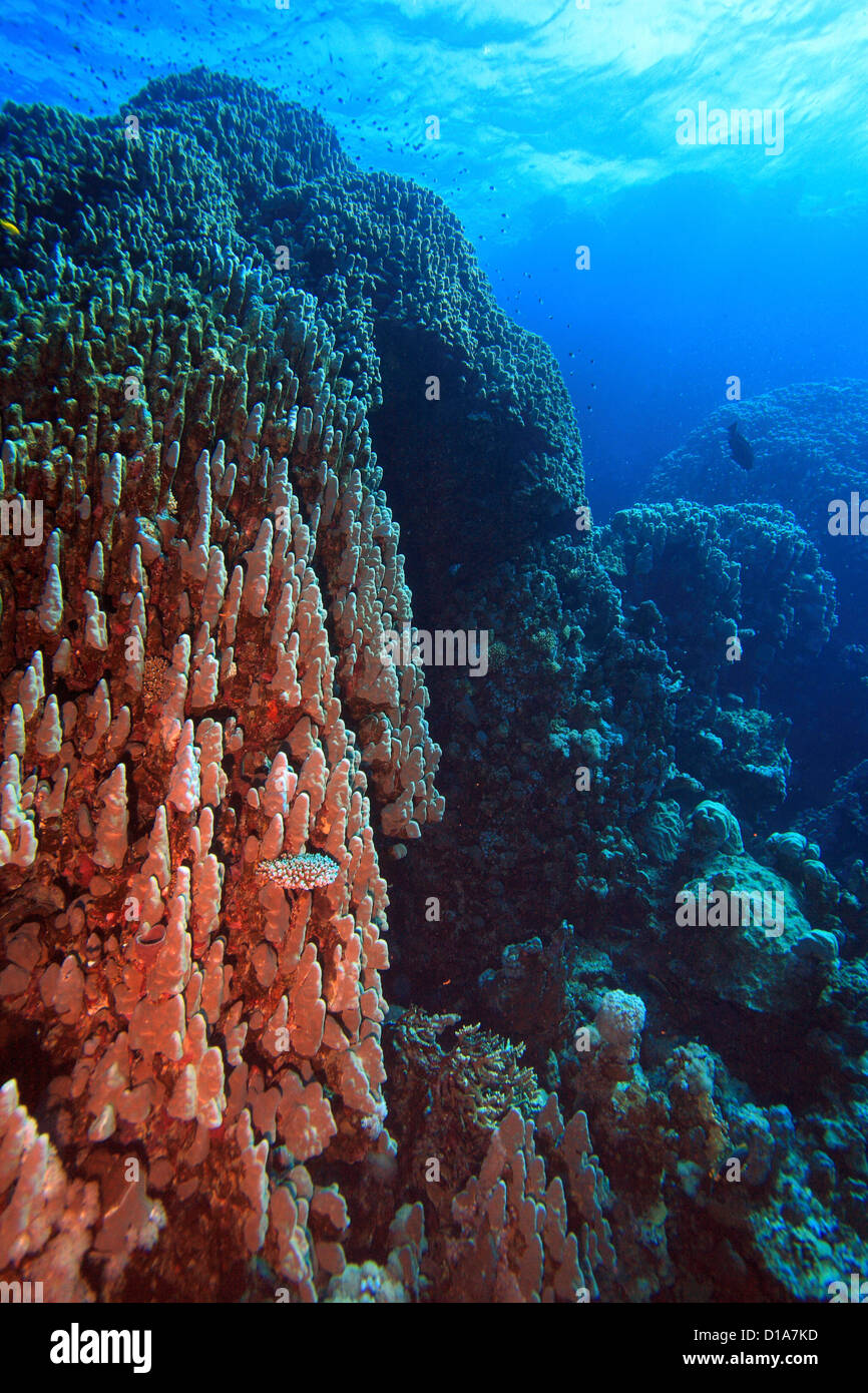 Marine Life in the Red Sea Stock Photo - Alamy