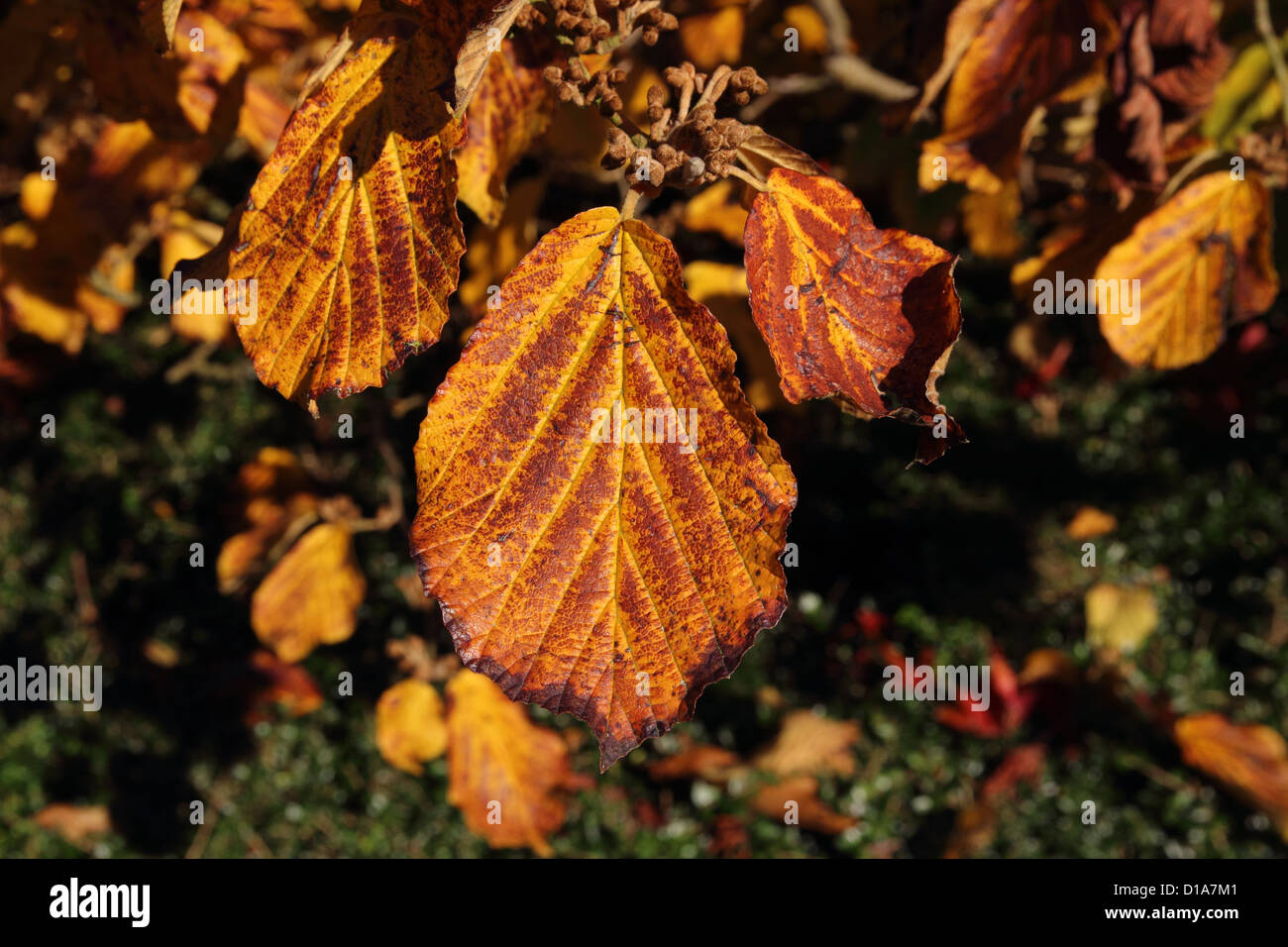 Witch hazel autumn foliage hamamelis hi-res stock photography and ...