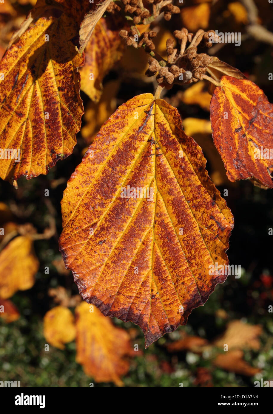 Witch Hazel Leaves High Resolution Stock Photography and Images - Alamy