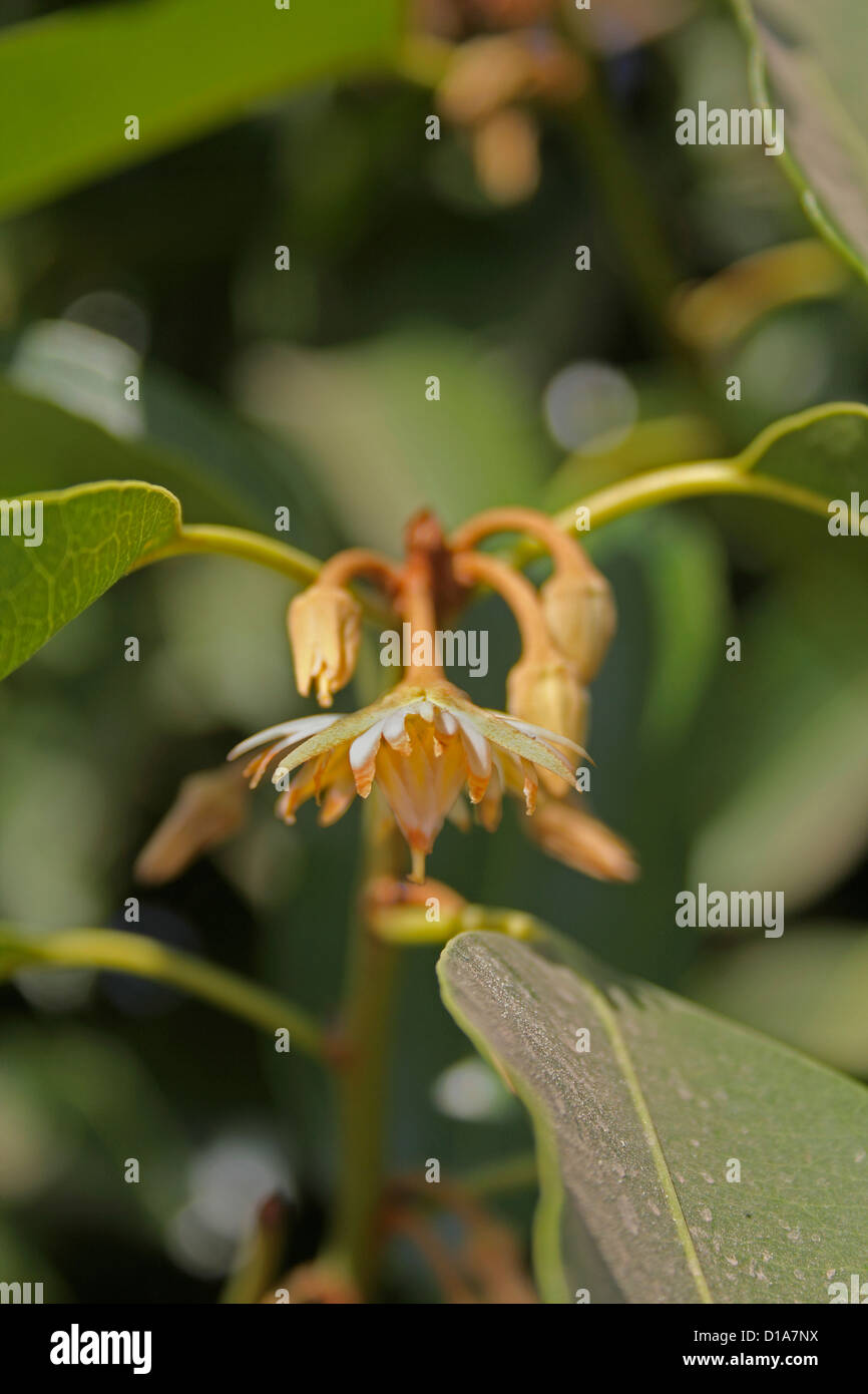 Mimusops elengi, Spanish cherry Stock Photo - Alamy