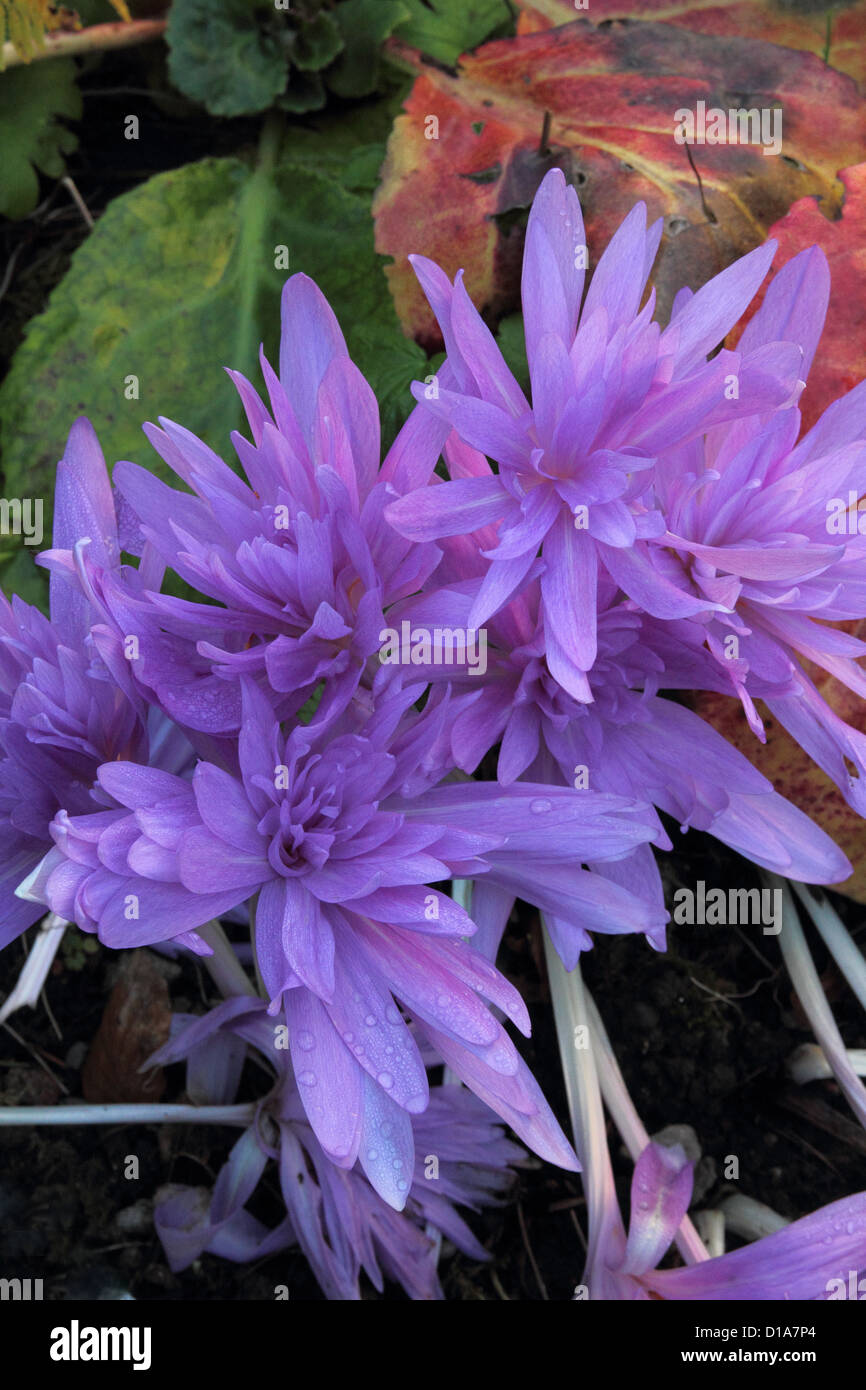 Double flowering hi-res stock photography and images - Alamy