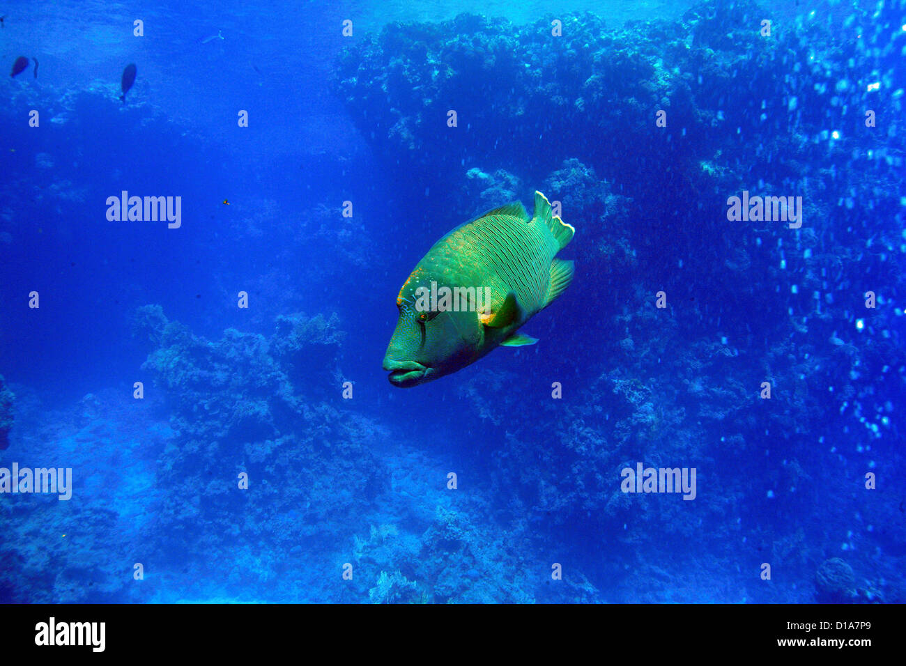 Marine Life in the Red Sea Stock Photo - Alamy