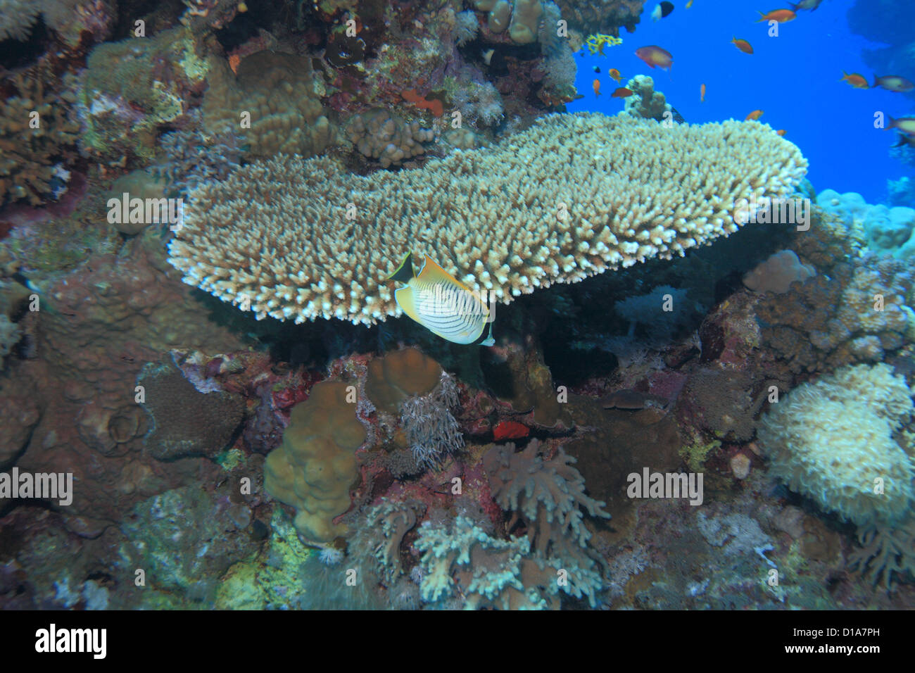 Marine Life in the Red Sea Stock Photo - Alamy