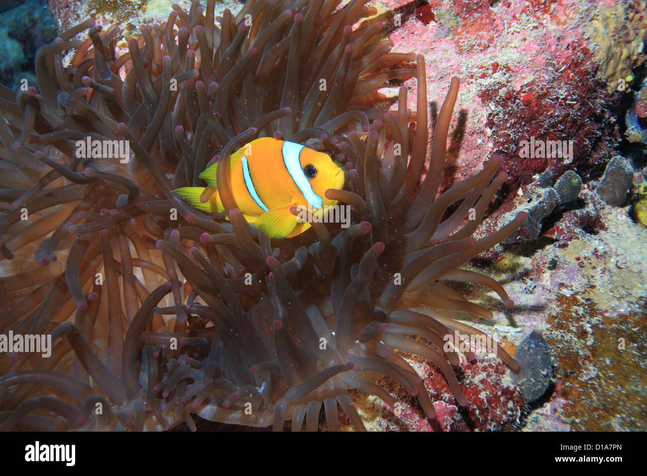 Marine Life in the Red Sea Stock Photo - Alamy