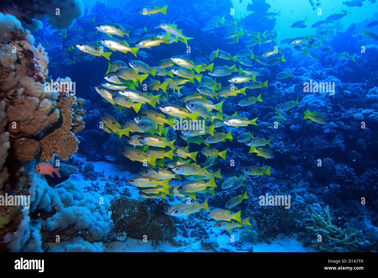 Marine Life in the Red Sea Stock Photo - Alamy