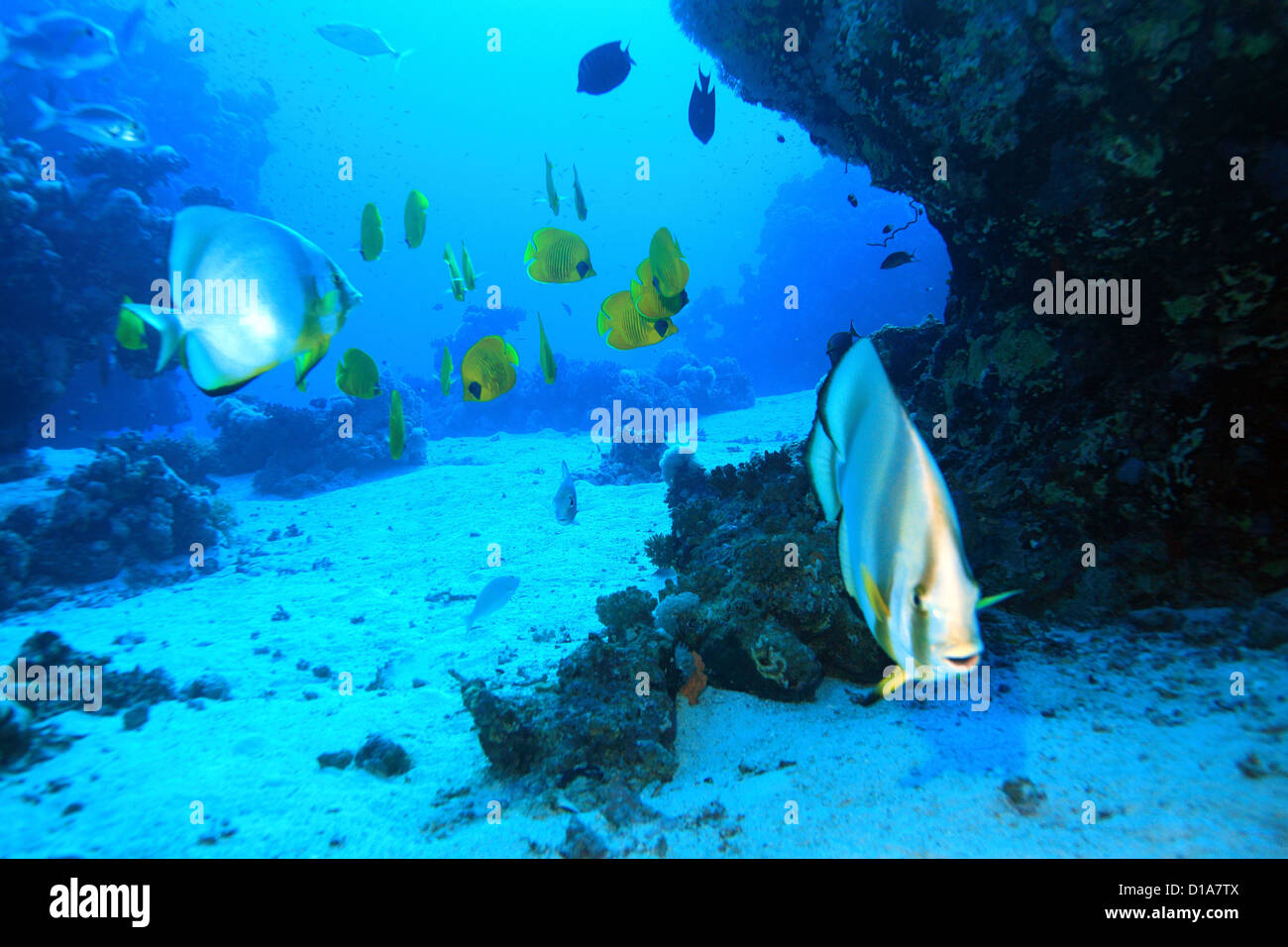 Marine Life in the Red Sea Stock Photo - Alamy