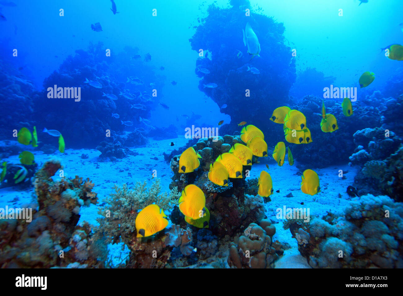Marine Life in the Red Sea Stock Photo - Alamy