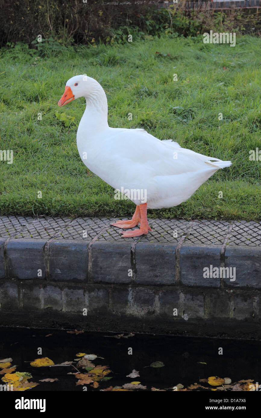 Goose Embden Domestic Geese High Resolution Stock Photography and ...