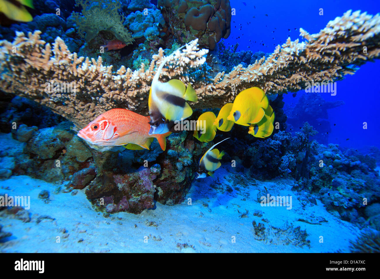 Marine Life in the Red Sea Stock Photo - Alamy