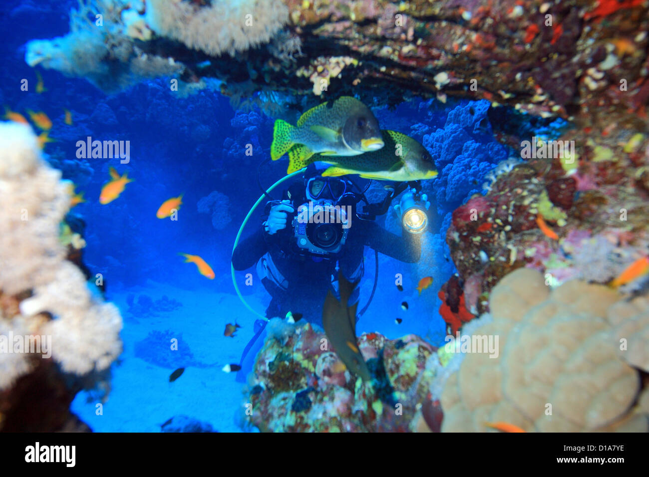 Marine Life in the Red Sea Stock Photo - Alamy