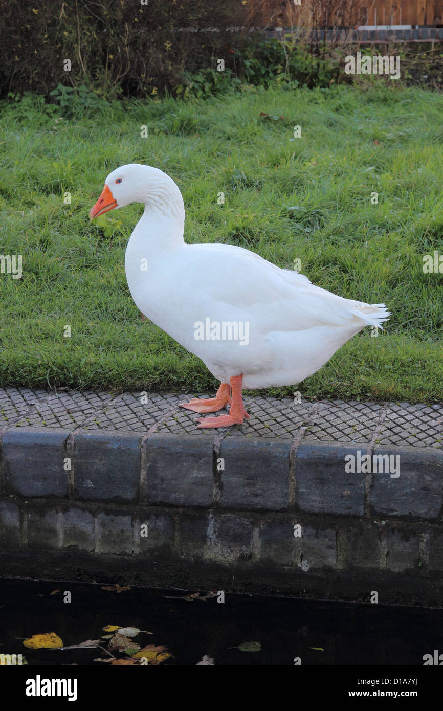 White Domestic Embden Goose High Resolution Stock Photography and ...