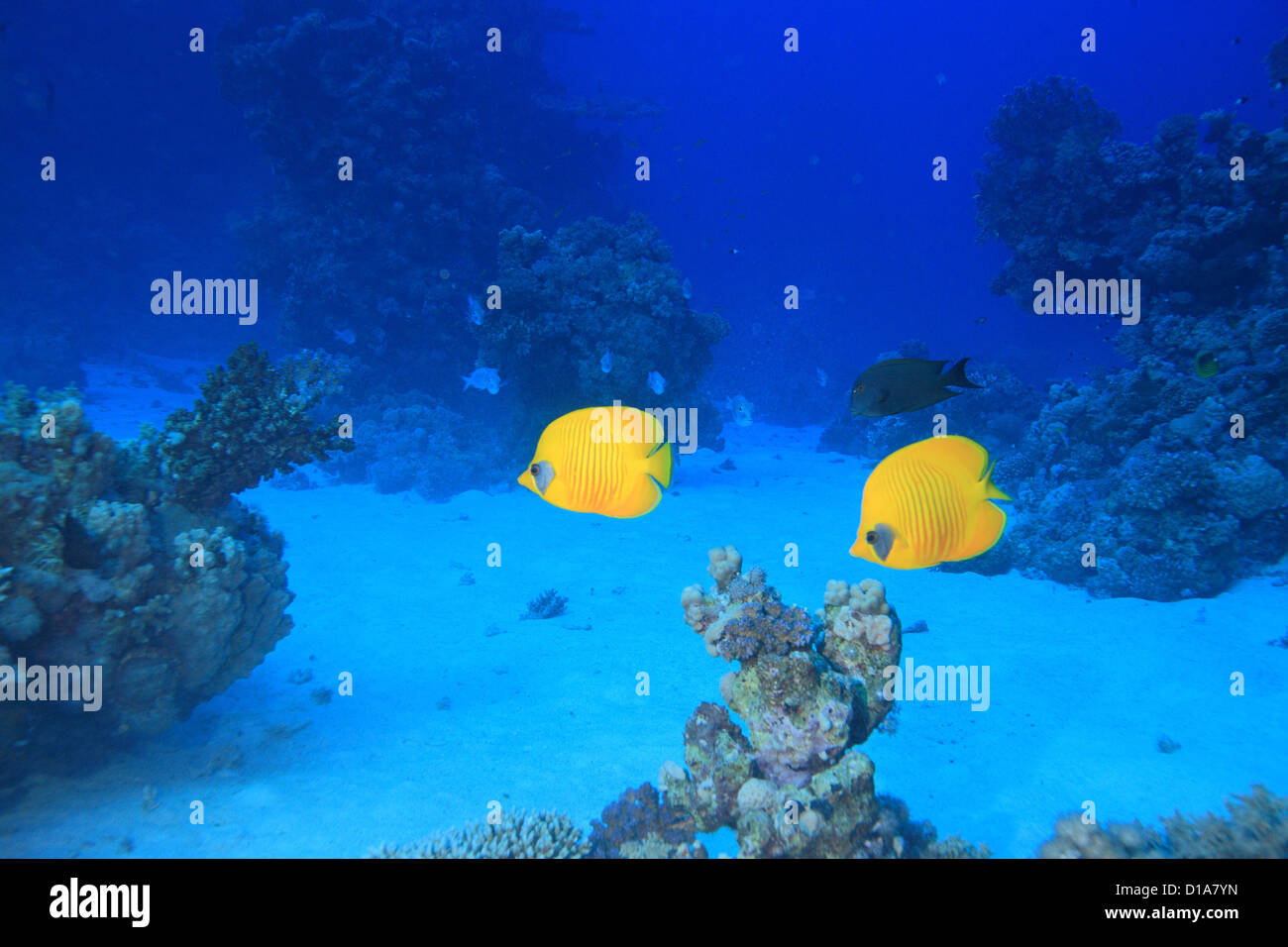 Marine Life in the Red Sea Stock Photo - Alamy