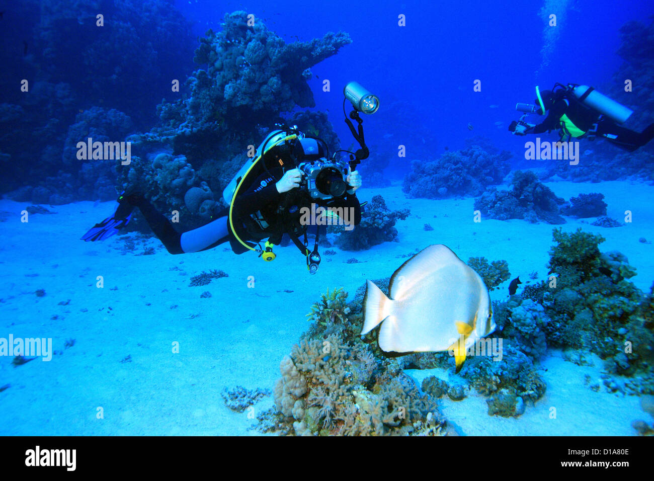 Marine Life in the Red Sea Stock Photo - Alamy