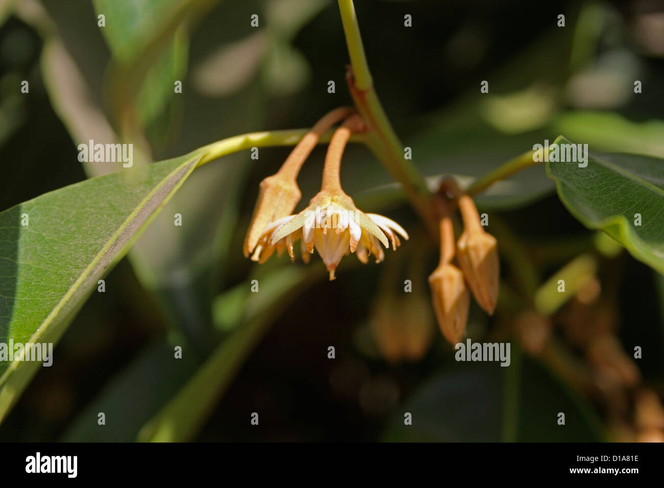 Mimusops elengi, Spanish cherry Stock Photo - Alamy