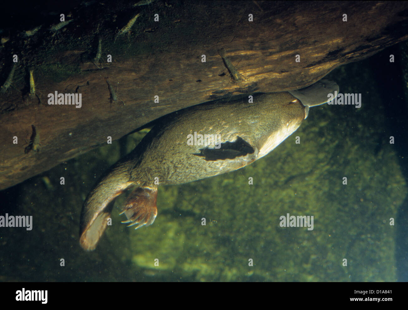 Ornithorhynchus anatinus underwater hi-res stock photography and images ...