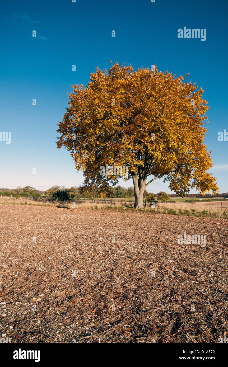 Autumn foliage on large oak tree in the Hampshire countryside England ...