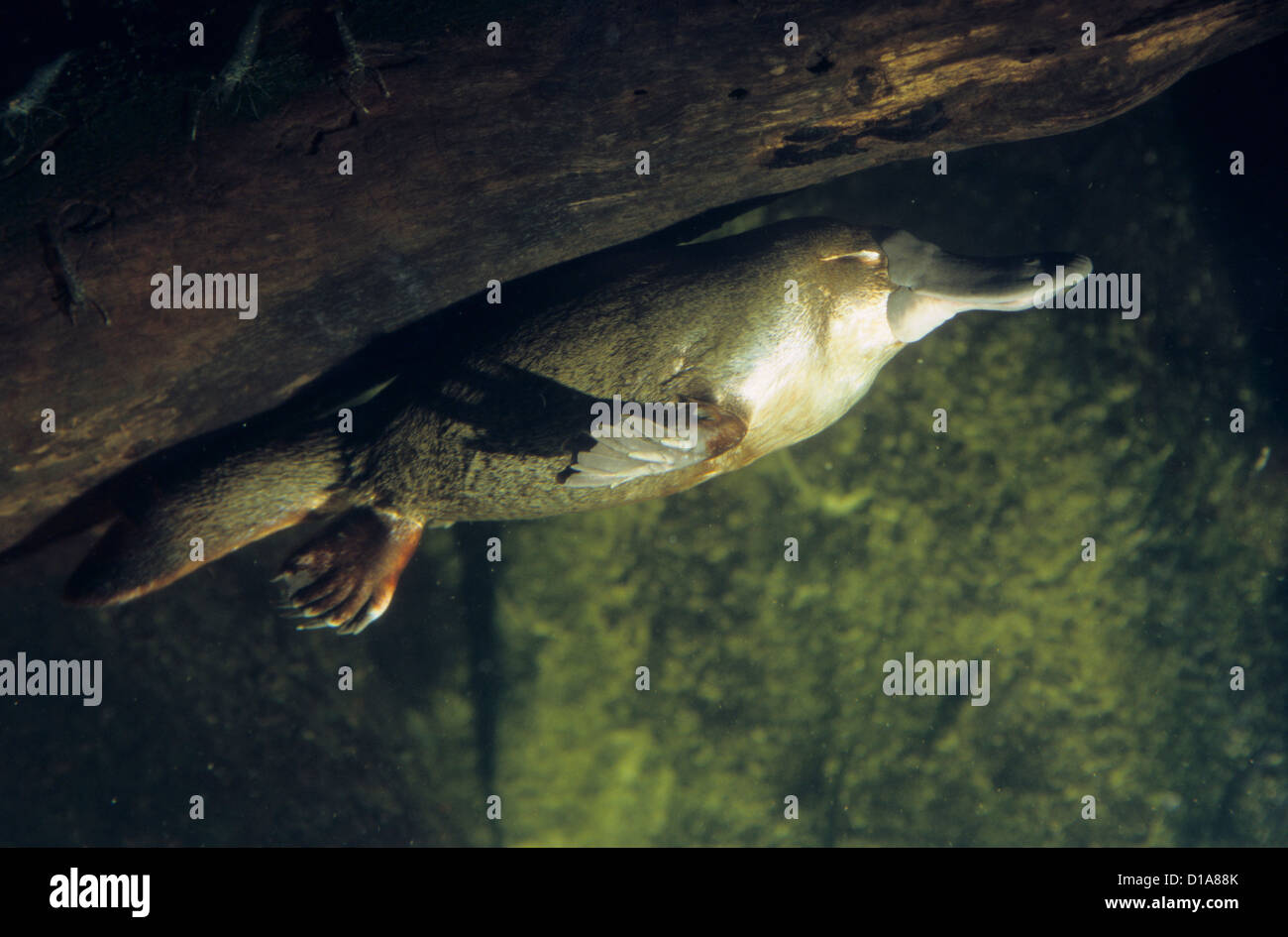 Platypus (Ornithorhynchus anatinus) swimming underwater, New south ...