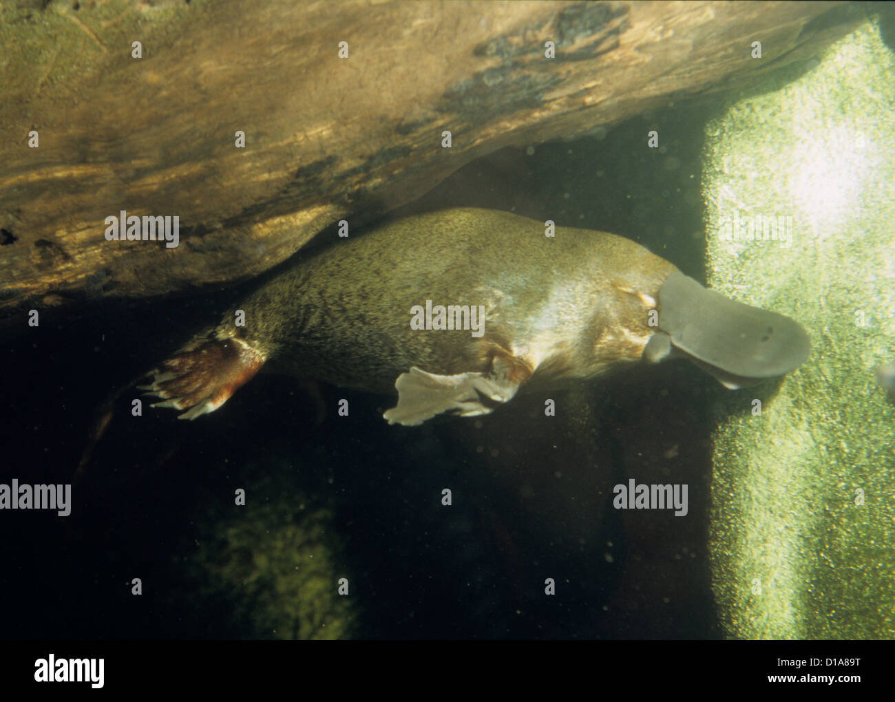Platypus (Ornithorhynchus anatinus) swimming underwater, New south ...