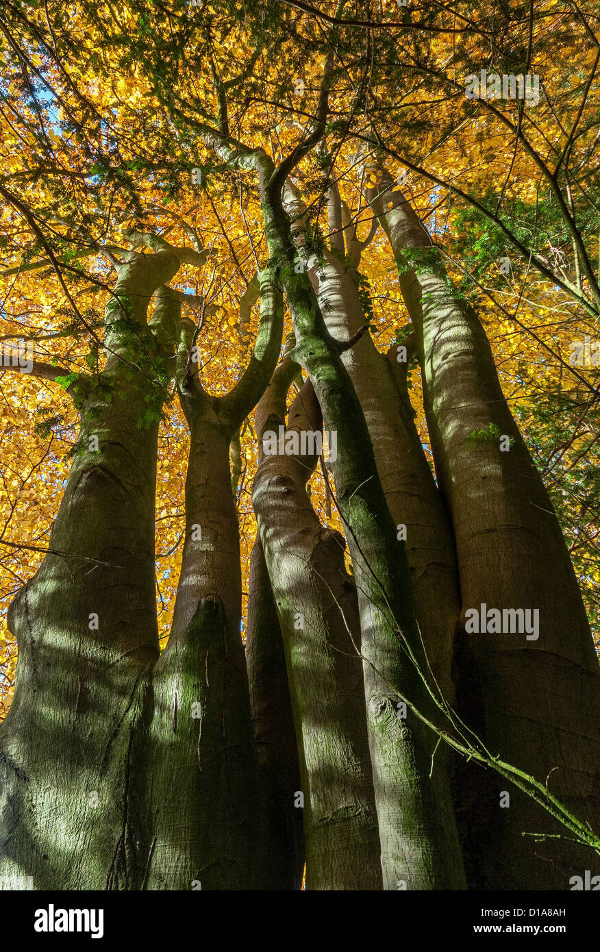 Fall splendour hi-res stock photography and images - Alamy