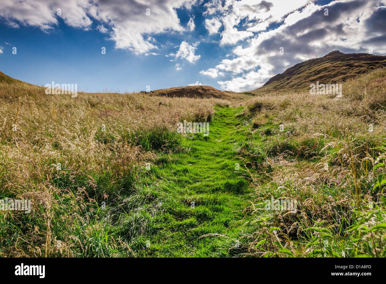 Footpath lead to the hill in Scotland Stock Photo - Alamy