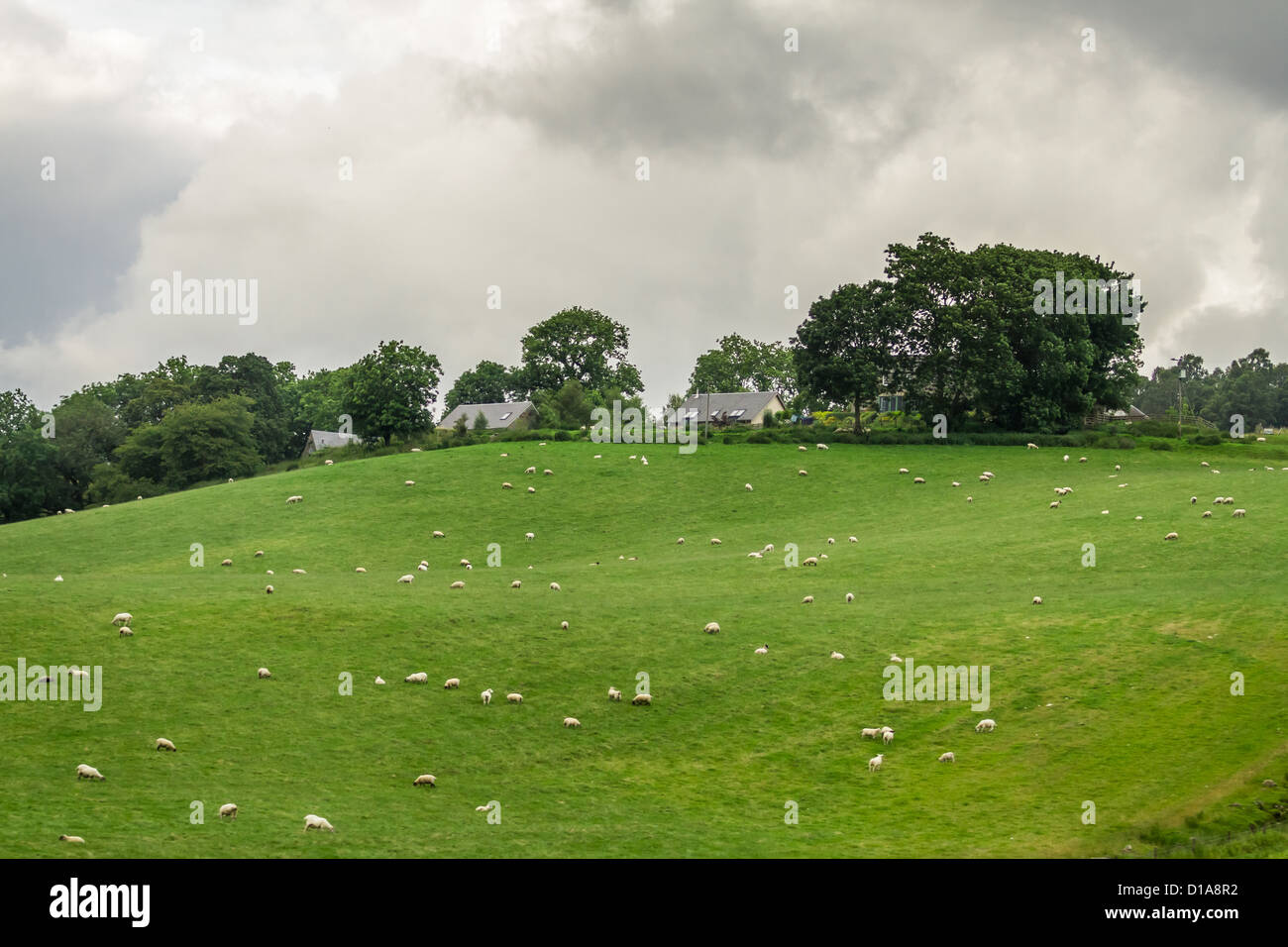 Summer farm in Scotland Stock Photo - Alamy