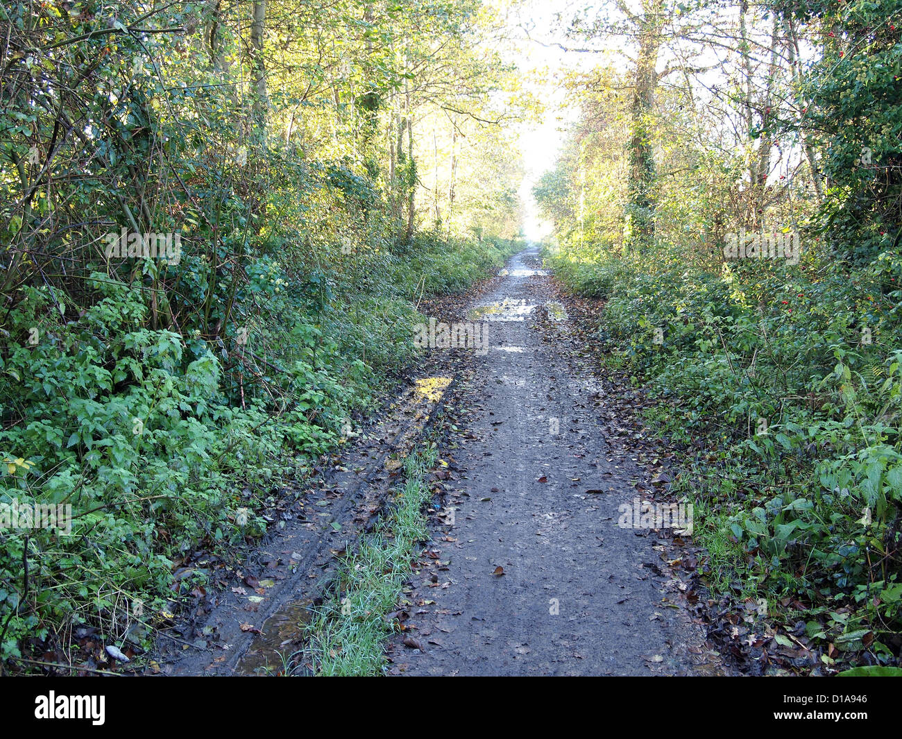 Quiet back lane on an autumn morning Stock Photo - Alamy