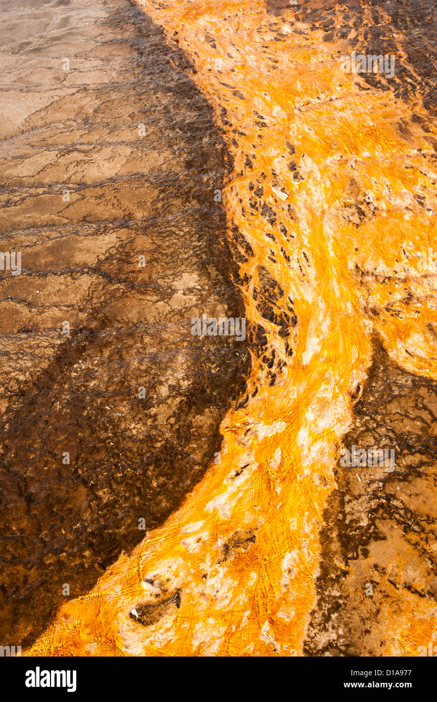Yellowstone Nationalpark, USA, hot springs, yellow algae and mud in a ...