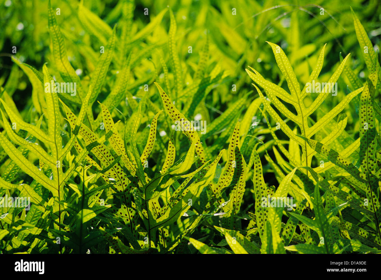 Lawai fern hi-res stock photography and images - Alamy