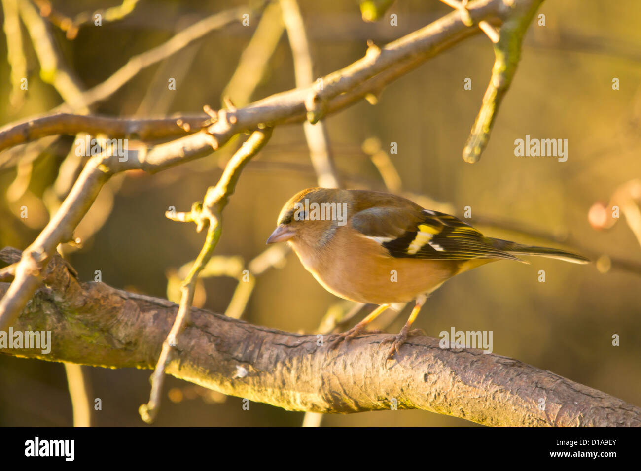 Chaffinch - Bird Stock Photo - Alamy