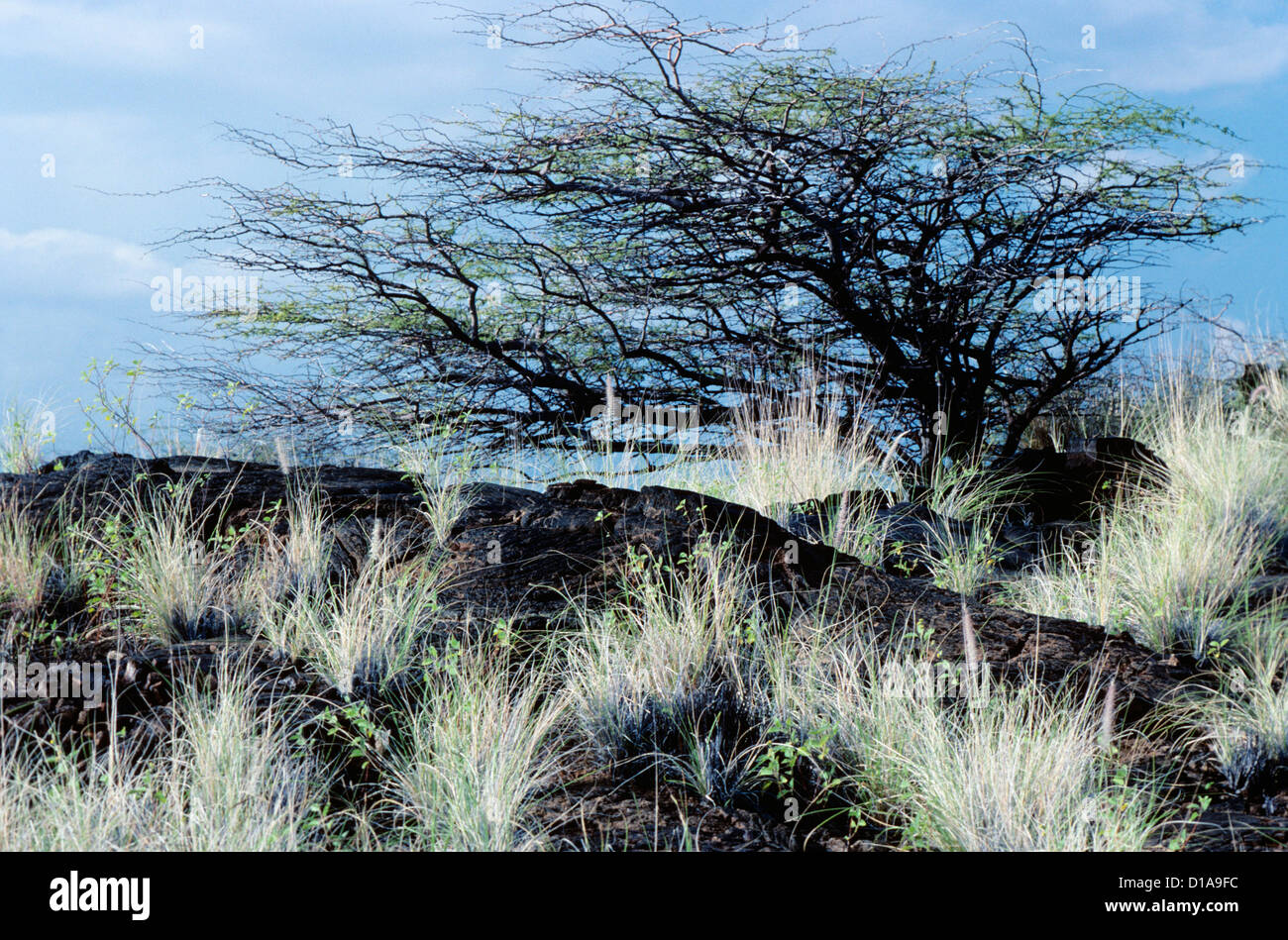 Hawaii, Big Island, Waikoloa, Keawe Tree Among Cooled Lava And Brush ...