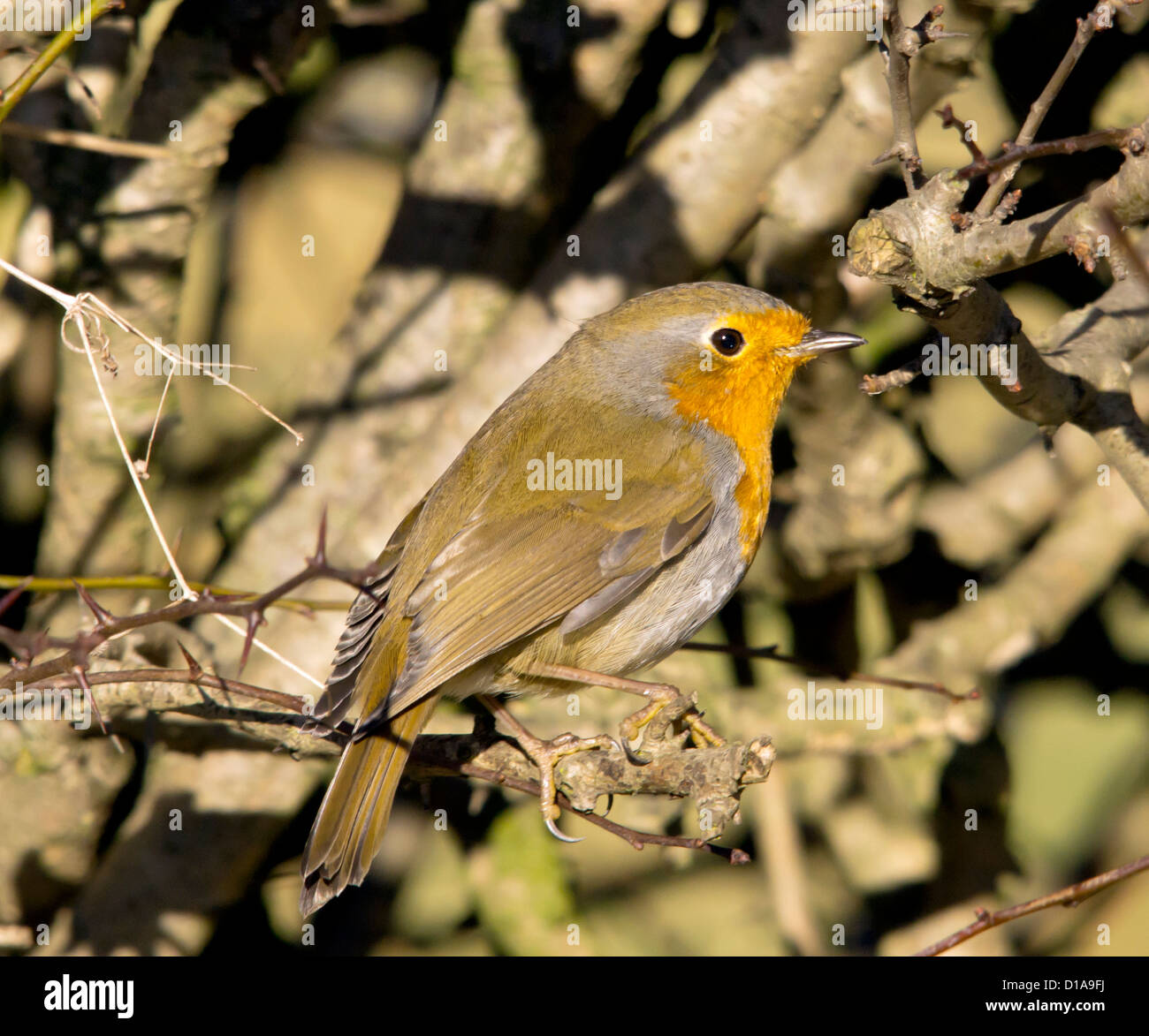 Bird - Robin Stock Photo - Alamy