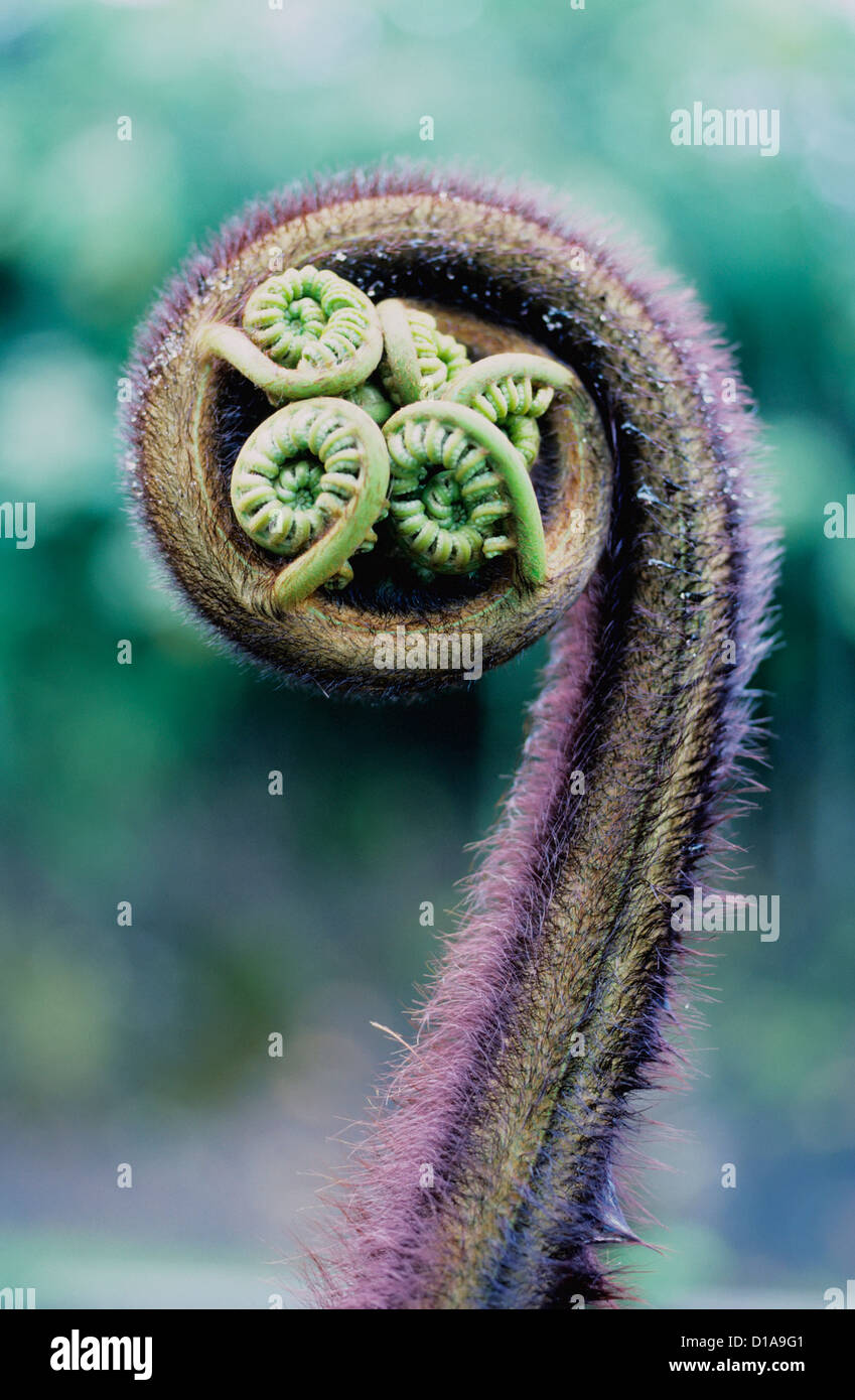 Hawaii, Big Island, Ama'u Fern (Sadleria Cyatheoides Stock Photo - Alamy
