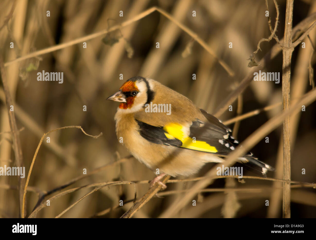 Goldfinch bird hi-res stock photography and images - Alamy