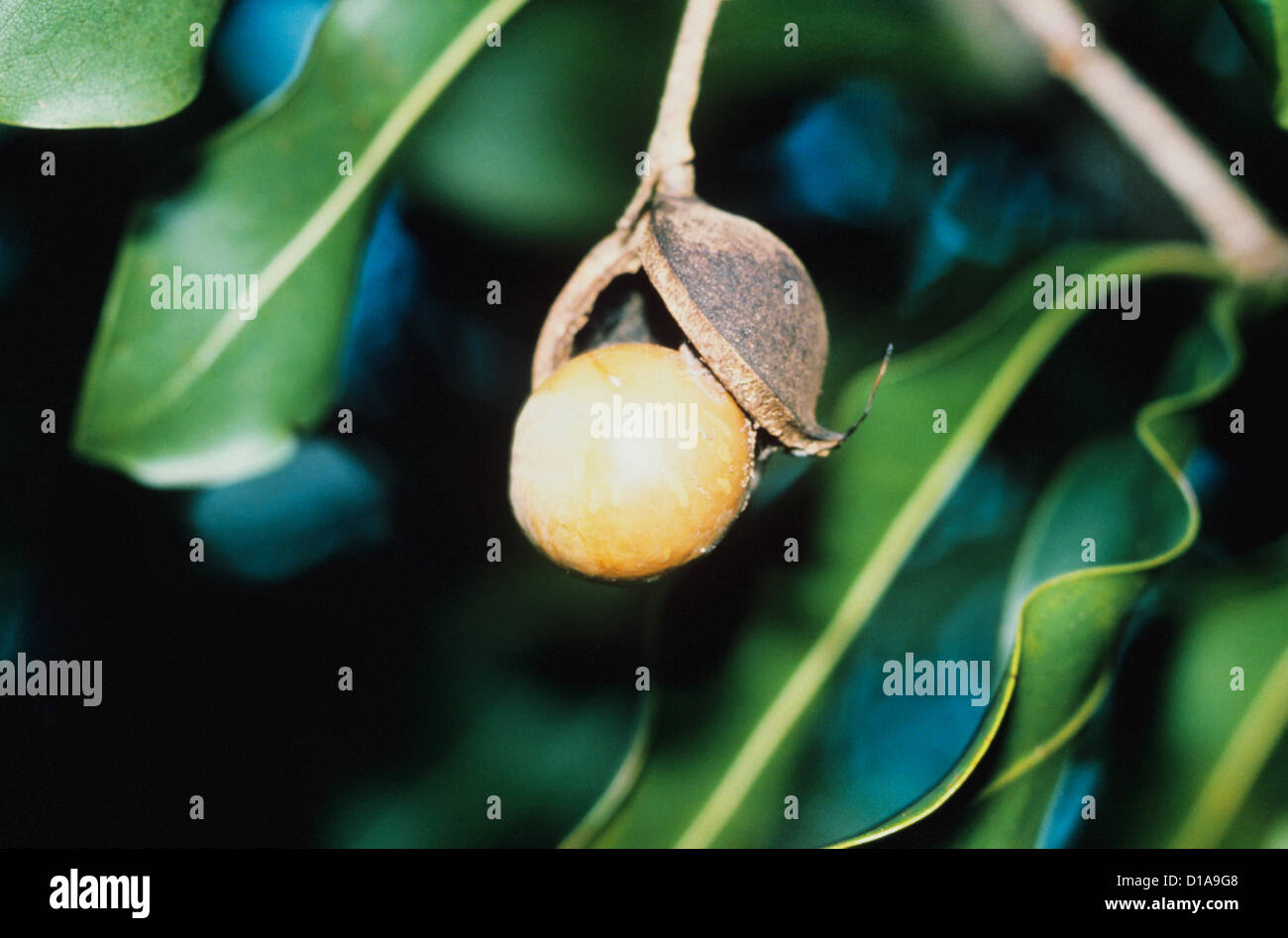 Hawaii, Macadamia Nut On Tree Stock Photo - Alamy